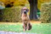 The Top 15 Most Muscular Dog Breeds You’ll Ever See - iHeartDogs.com