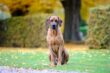 The Top 15 Most Muscular Dog Breeds You’ll Ever See - iHeartDogs.com