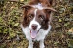 23 Dog Breeds with Human-Like Traits You Won’t Believe - iHeartDogs.com