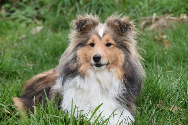 23 Dog Breeds with Human-Like Traits You Won’t Believe - iHeartDogs.com