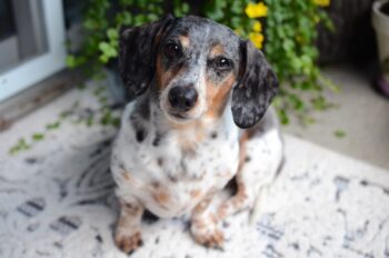 13 Dog Breeds Known for Their Unique Coat Colors - iHeartDogs.com