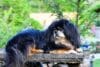13 Dog Breeds with Unexpectedly Silky Coats - iHeartDogs.com