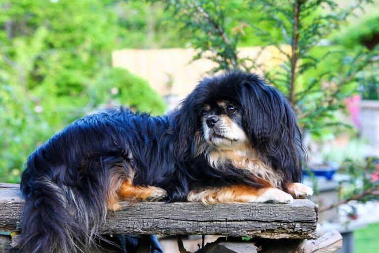 13 Dog Breeds with Unexpectedly Silky Coats - iHeartDogs.com