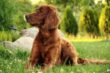 13 Dog Breeds with Unexpectedly Silky Coats