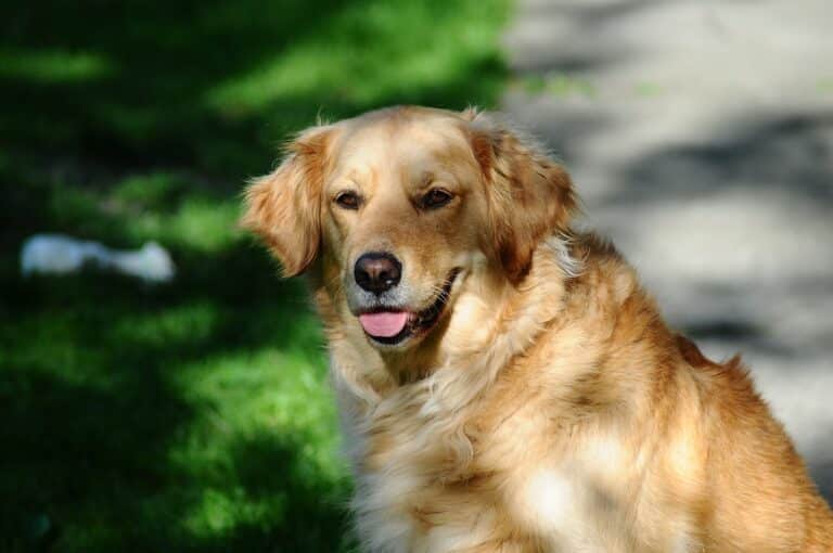 15 Dog Breeds Who Look Like They’re Always Smiling - iHeartDogs.com