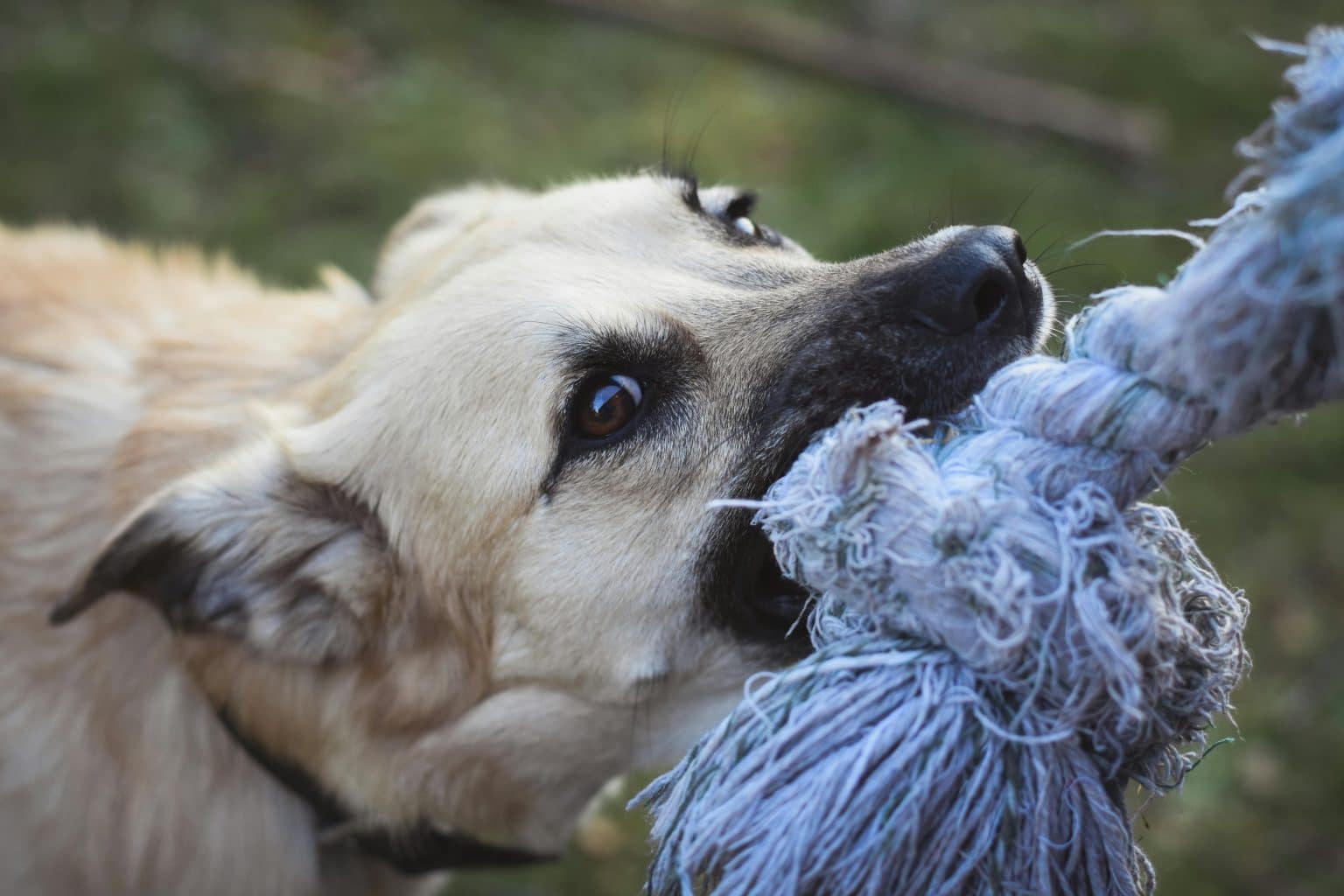 15 Fun and Cozy Dog-Friendly Activities for Rainy Days - iHeartDogs.com
