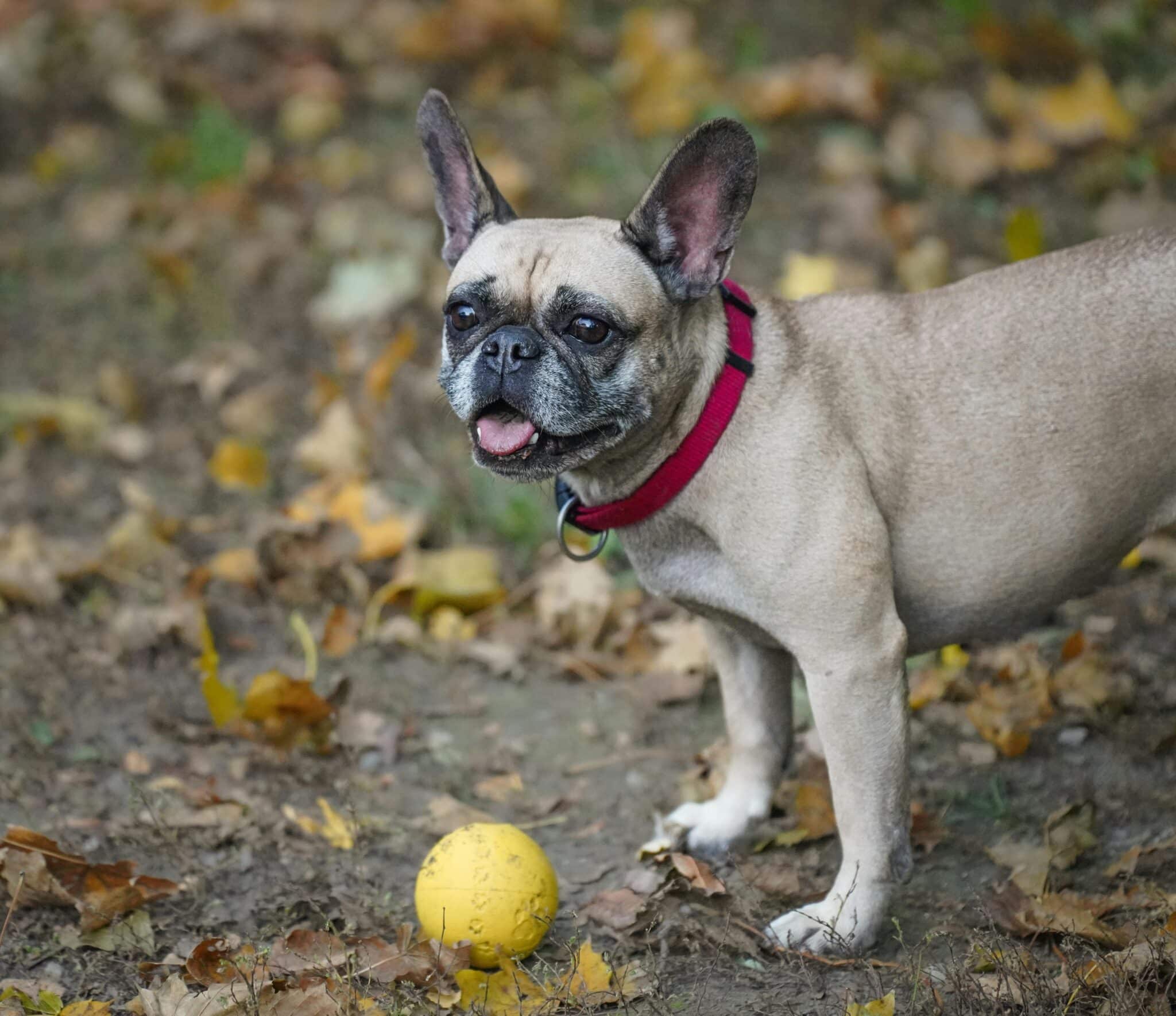 15 Dog Breeds Who Look Like They’re Always Smiling - iHeartDogs.com