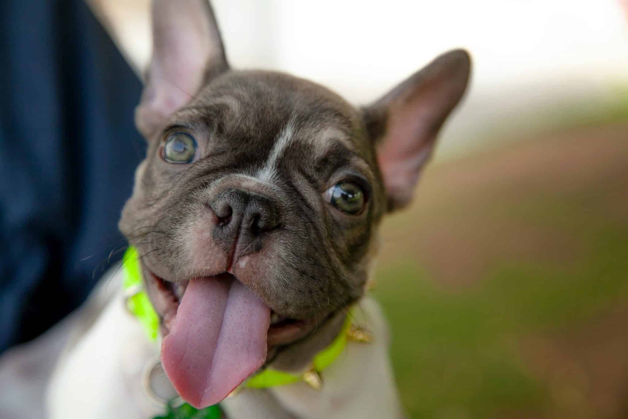 13 Fascinating Things Dogs Do That Show Their Incredible Instincts ...