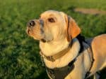17 Most Searched For Dog Breeds On Google - iHeartDogs.com