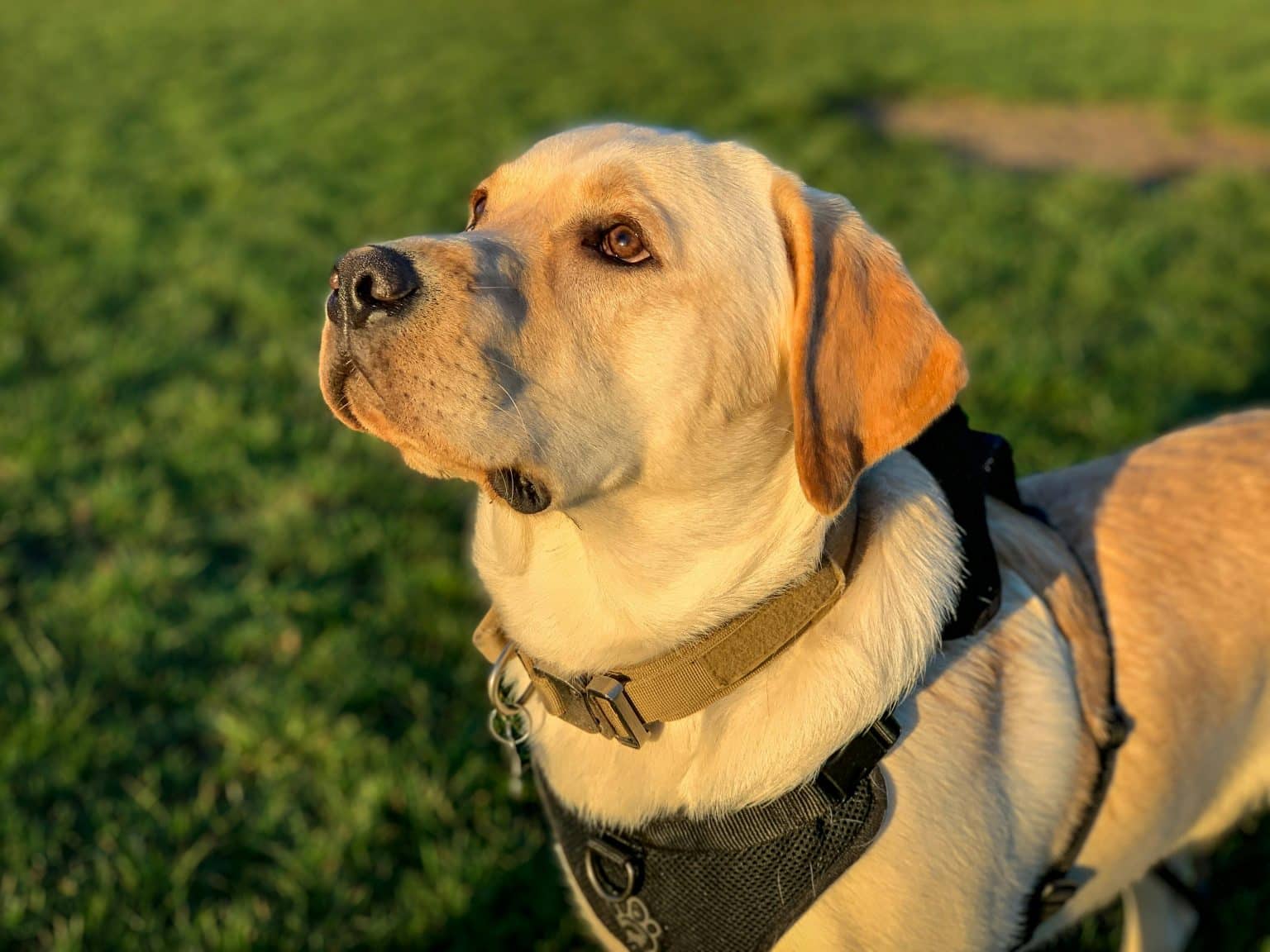17 Most Searched For Dog Breeds On Google - iHeartDogs.com