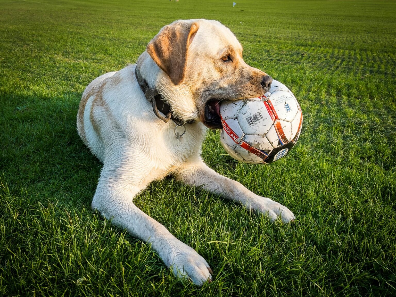 Why Some Dogs Are Obsessed with Balls - iHeartDogs.com