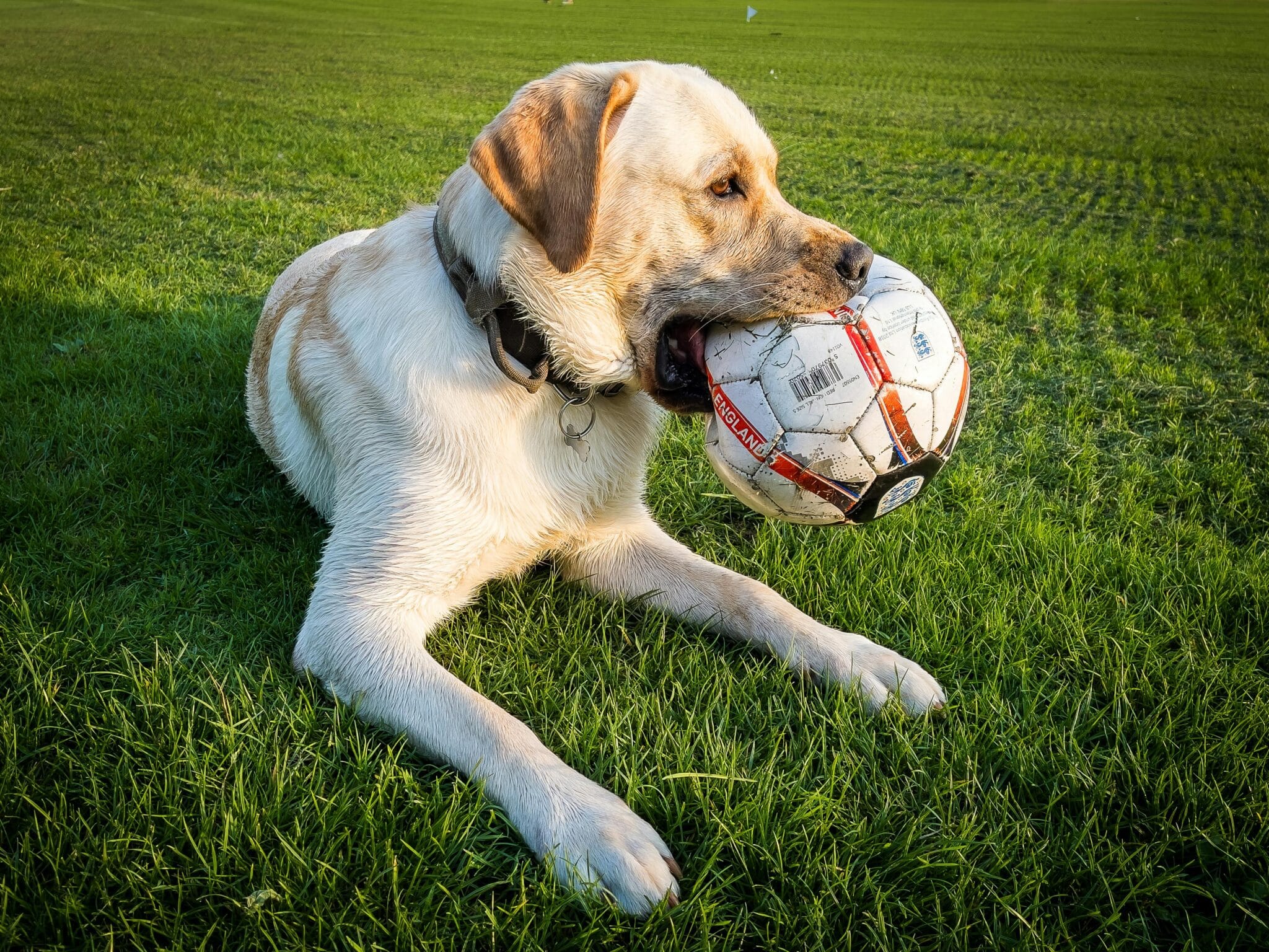 Why Some Dogs Are Obsessed with Balls - iHeartDogs.com