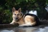 17 Most Searched For Dog Breeds On Google - iHeartDogs.com