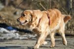 17 Most Searched For Dog Breeds On Google - iHeartDogs.com