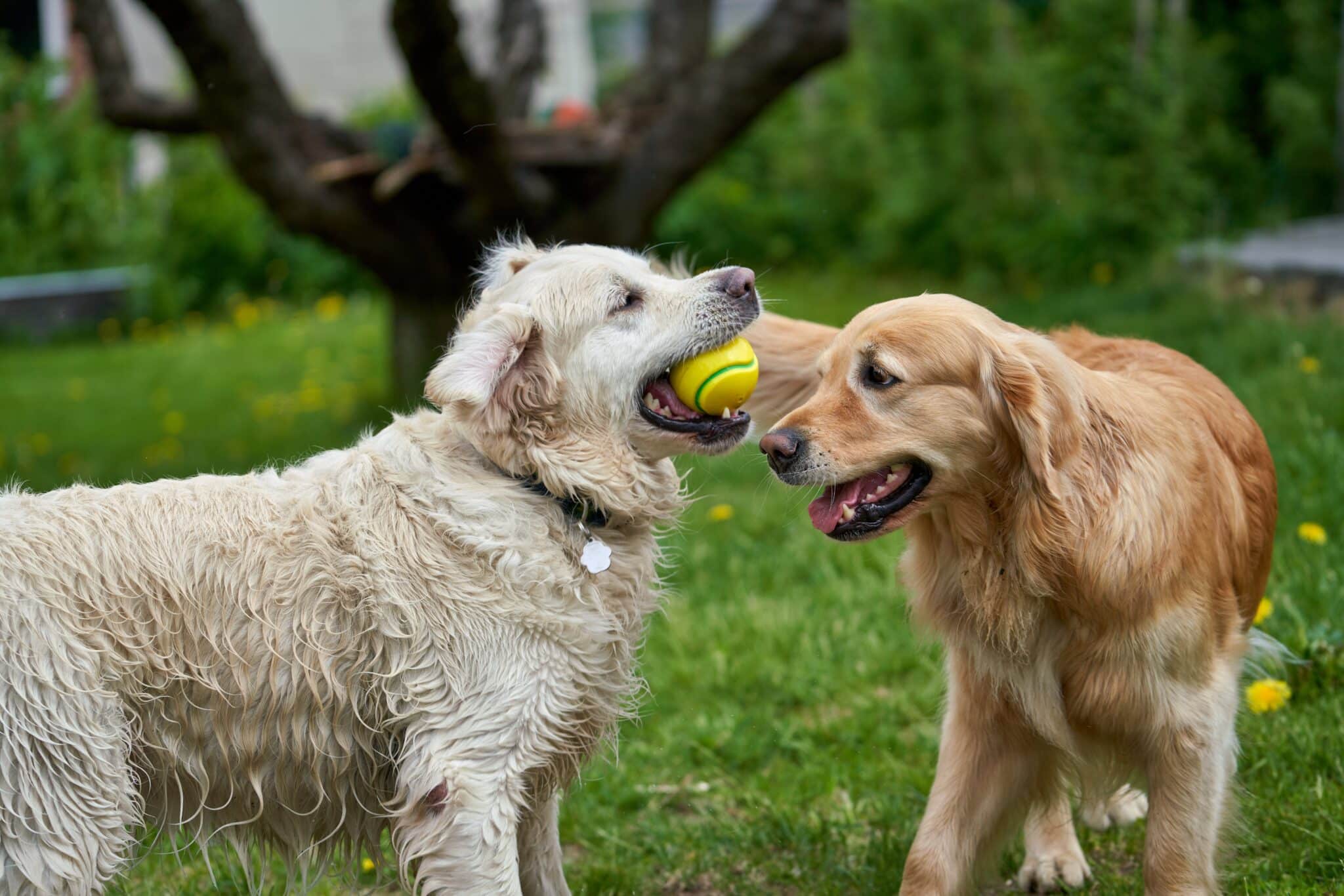 Why Some Dogs Are Obsessed with Balls - iHeartDogs.com