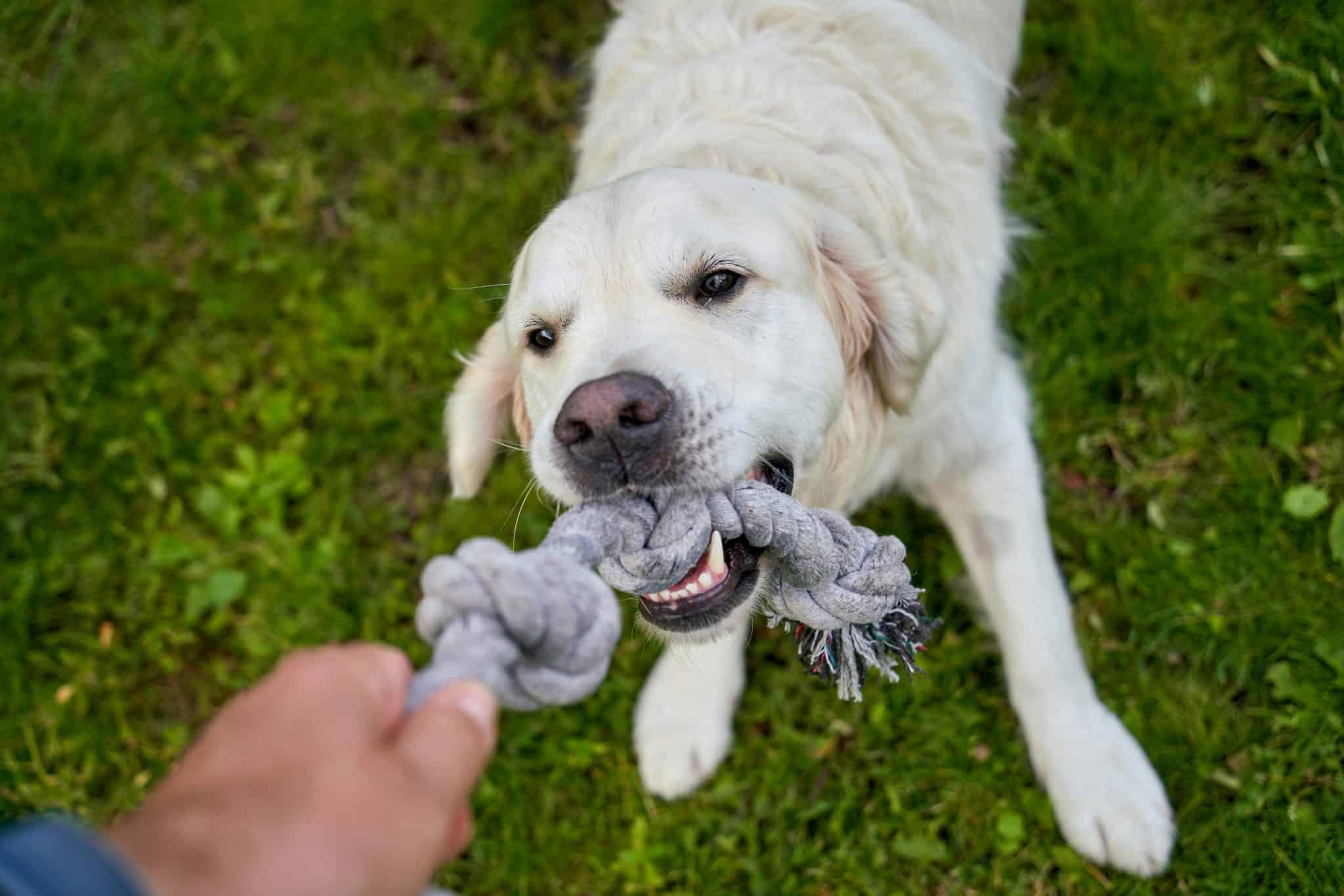 15 Fun and Creative Ways to Stay Active with Your Dog - iHeartDogs.com