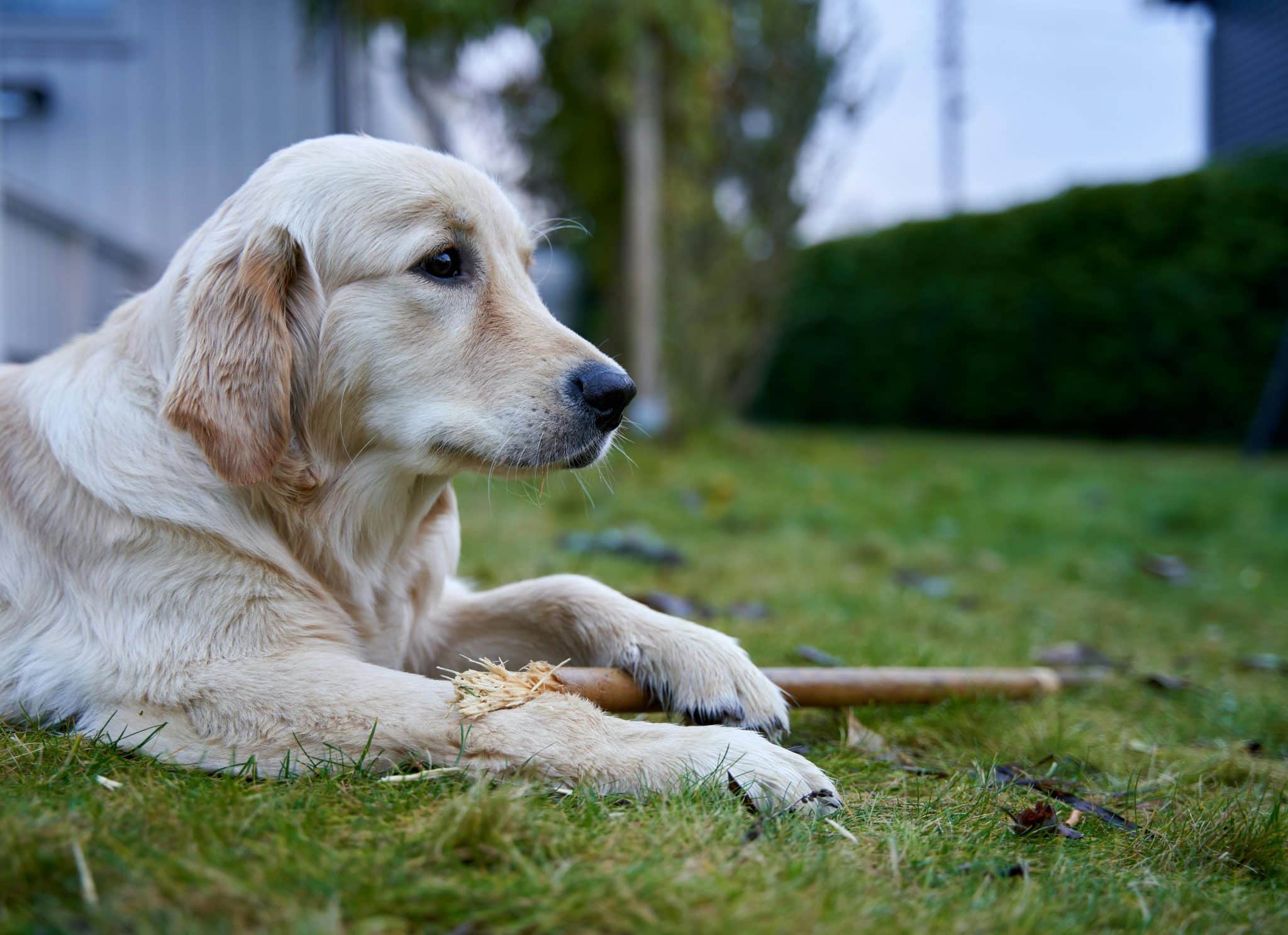 13 Fascinating Things Dogs Do That Show Their Incredible Instincts ...