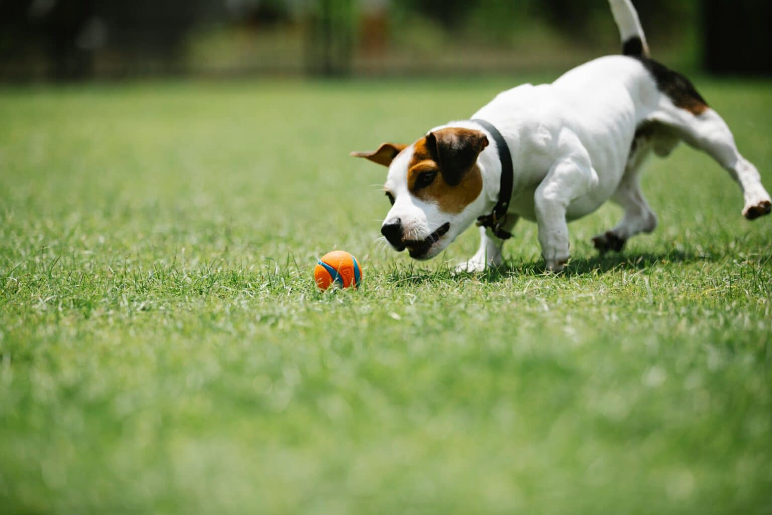 Why Some Dogs Are Obsessed with Balls - iHeartDogs.com