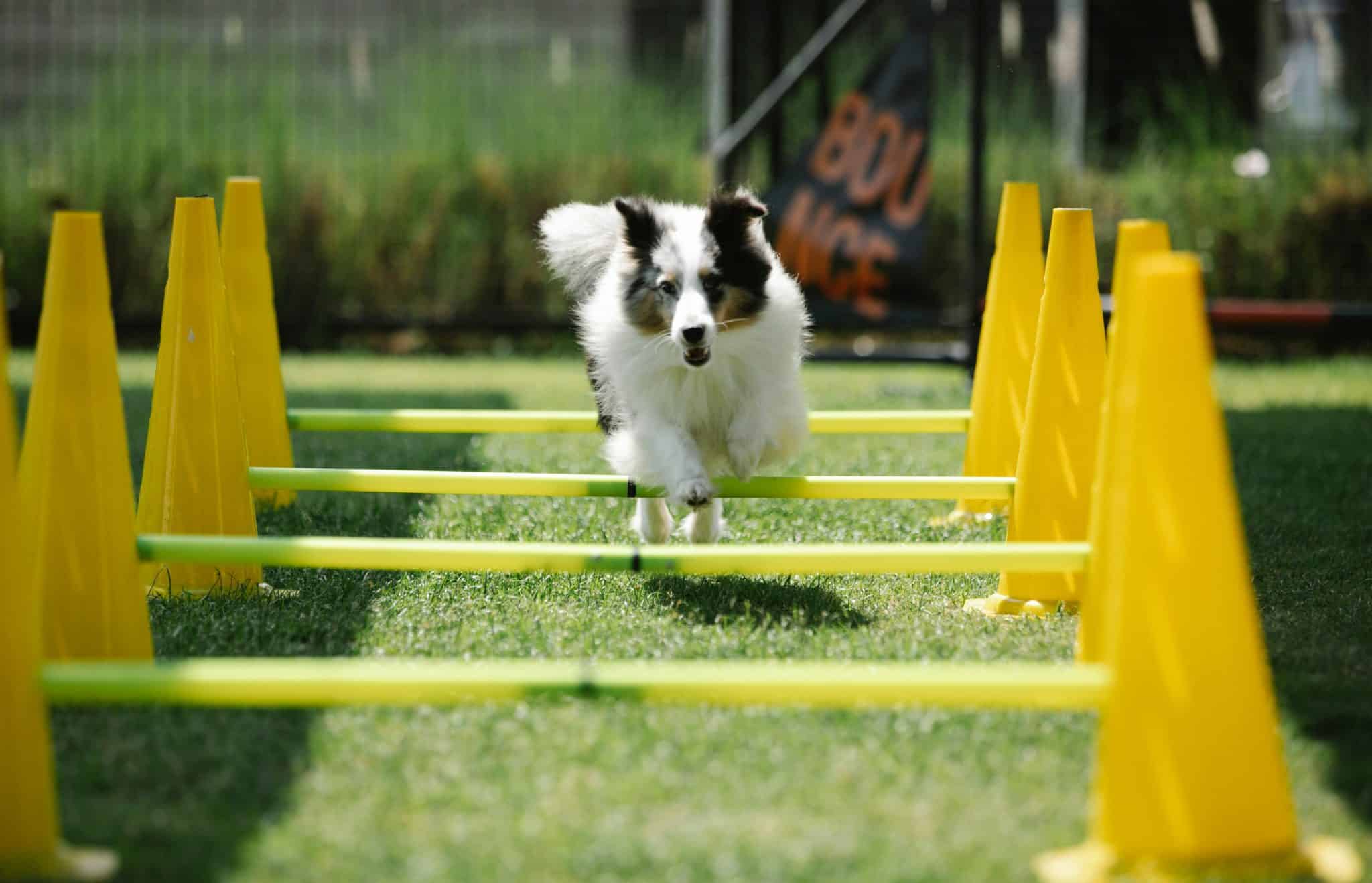 15 Secrets Dog Trainers Wish Every Dog Owner Knew - iHeartDogs.com