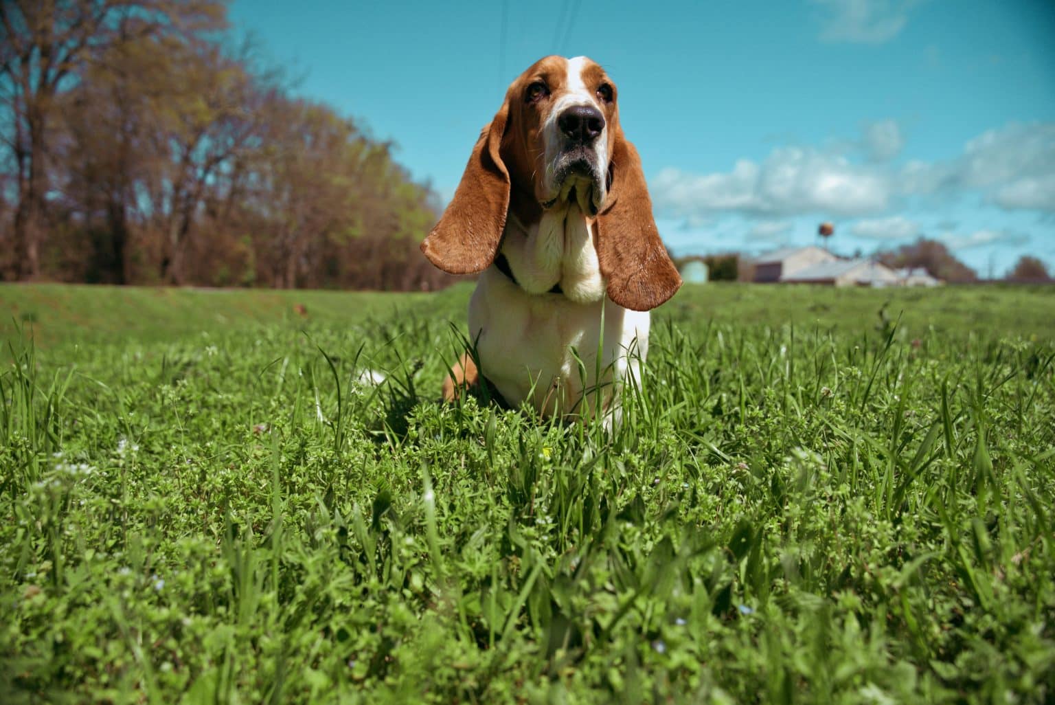 13 Fascinating Things Dogs Do That Show Their Incredible Instincts ...