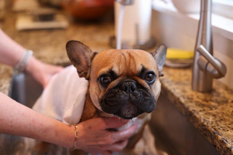13 Simple Ways to Keep Your Dog Happy, Healthy, and Thriving ...