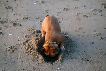 13 Fascinating Things Dogs Do That Show Their Incredible Instincts ...