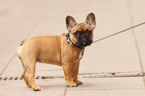 17 Most Searched For Dog Breeds On Google - iHeartDogs.com