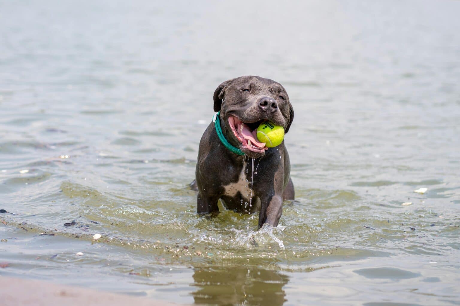Why Some Dogs Are Obsessed with Balls - iHeartDogs.com