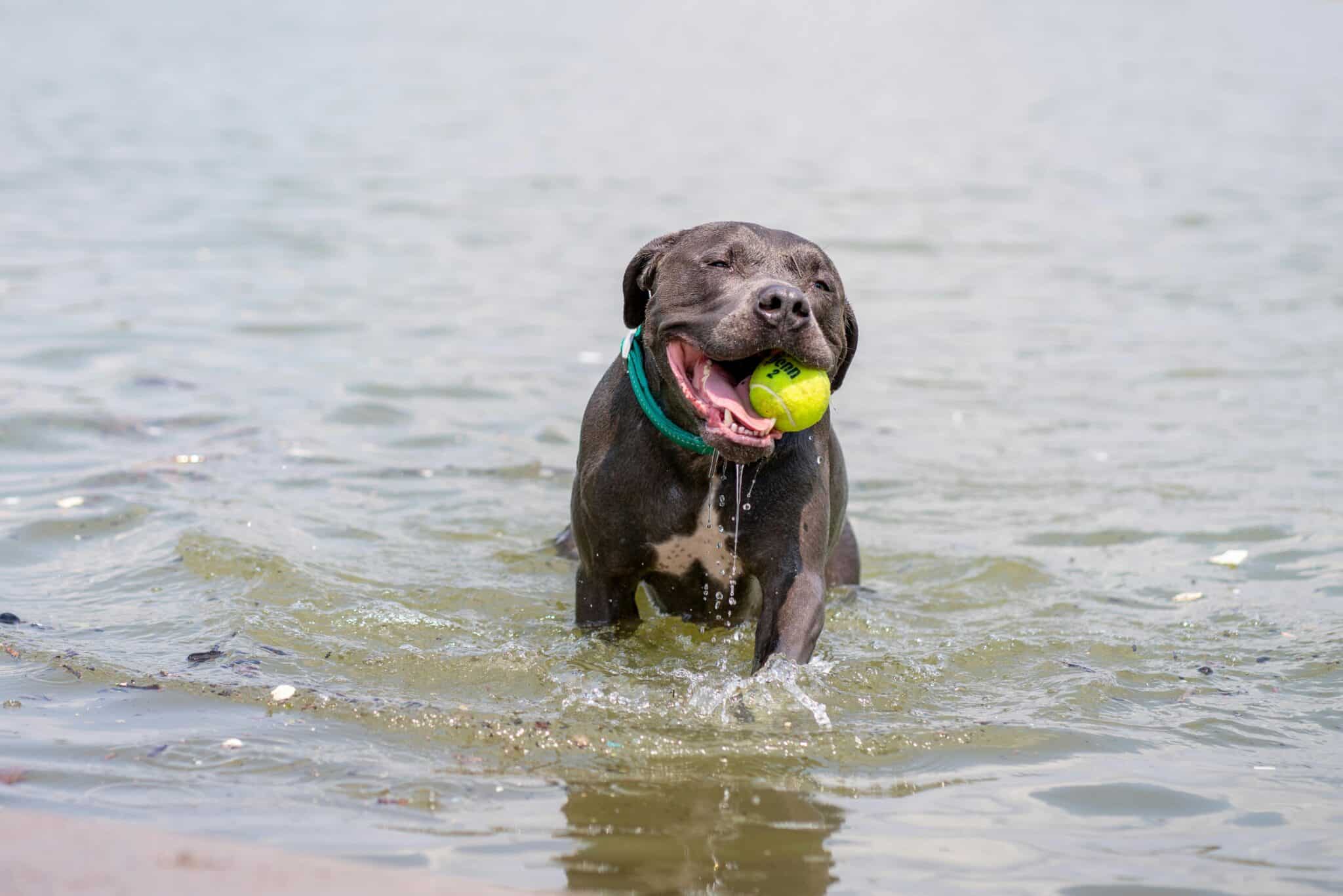 Why Some Dogs Are Obsessed with Balls - iHeartDogs.com