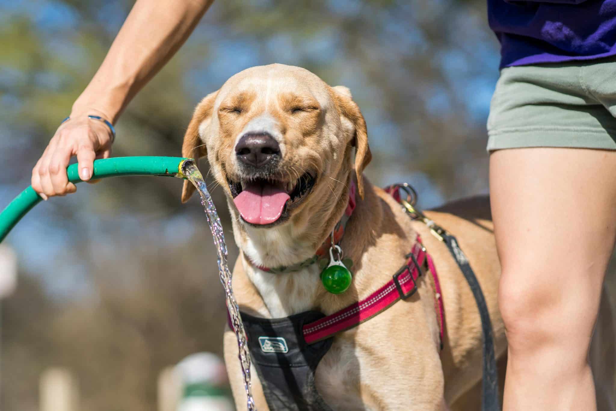 13 Simple Ways to Keep Your Dog Happy, Healthy, and Thriving ...