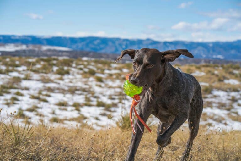 Why Some Dogs Are Obsessed with Balls - iHeartDogs.com