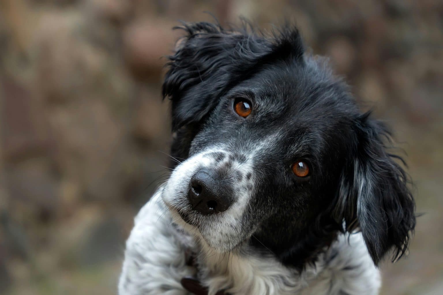 13 Eye-Opening Facts About How Smart Dogs Really Are - iHeartDogs.com