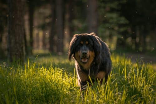 The 21 Strongest Dogs In The World - iHeartDogs.com