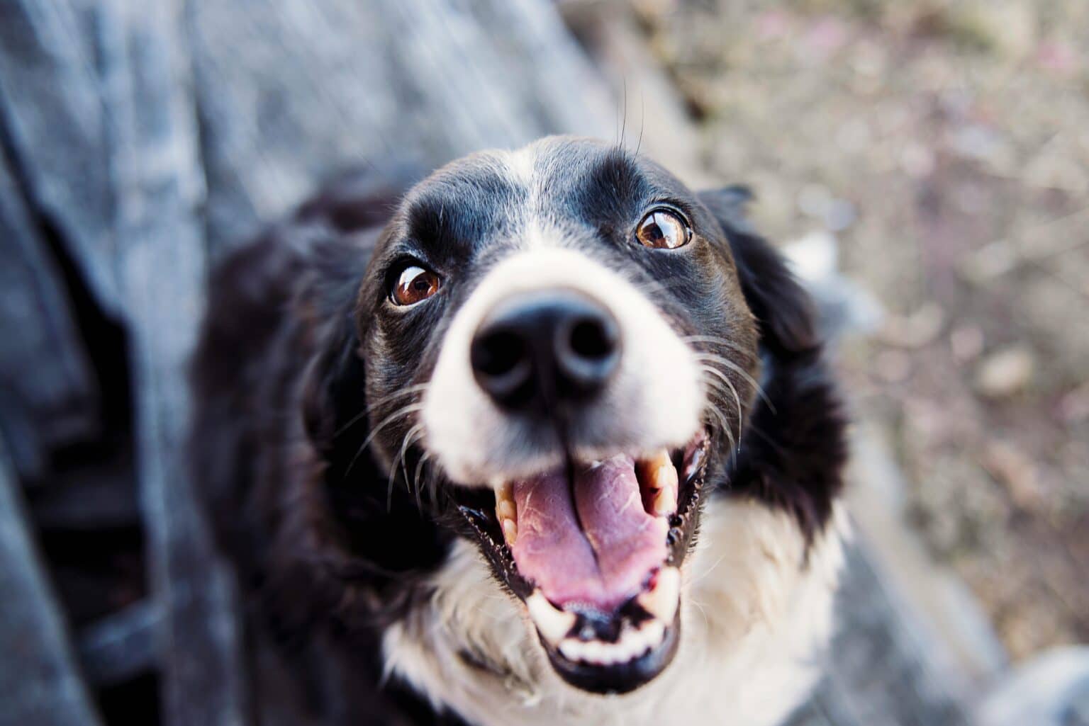 Why Dogs Stare At You: What They’re Really Thinking - iHeartDogs.com