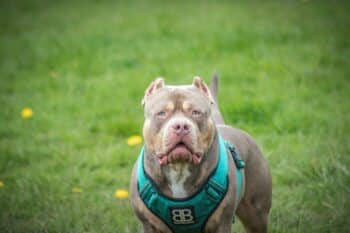 The Top 15 Most Muscular Dog Breeds You’ll Ever See - iHeartDogs.com