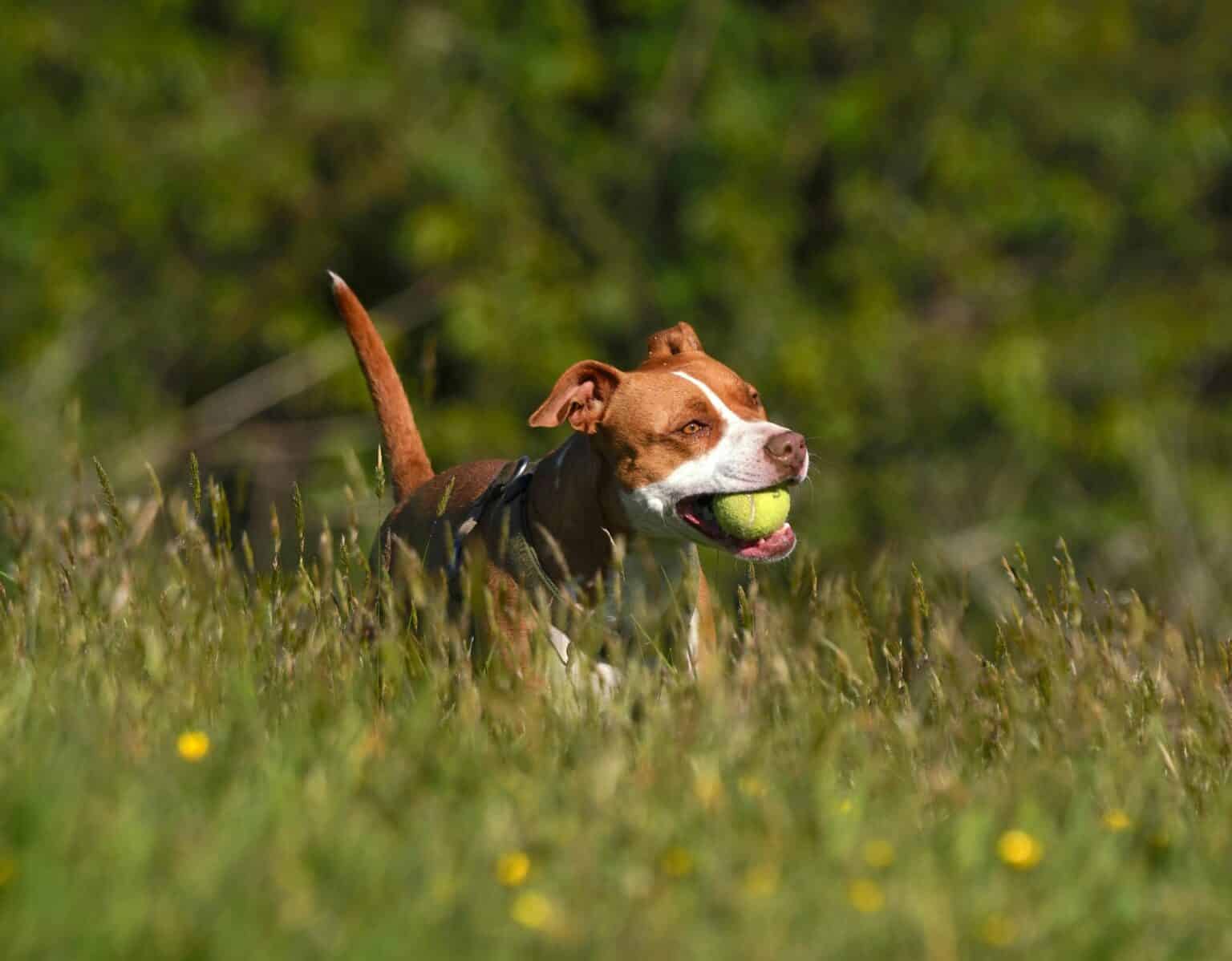 Why Some Dogs Are Obsessed with Balls - iHeartDogs.com
