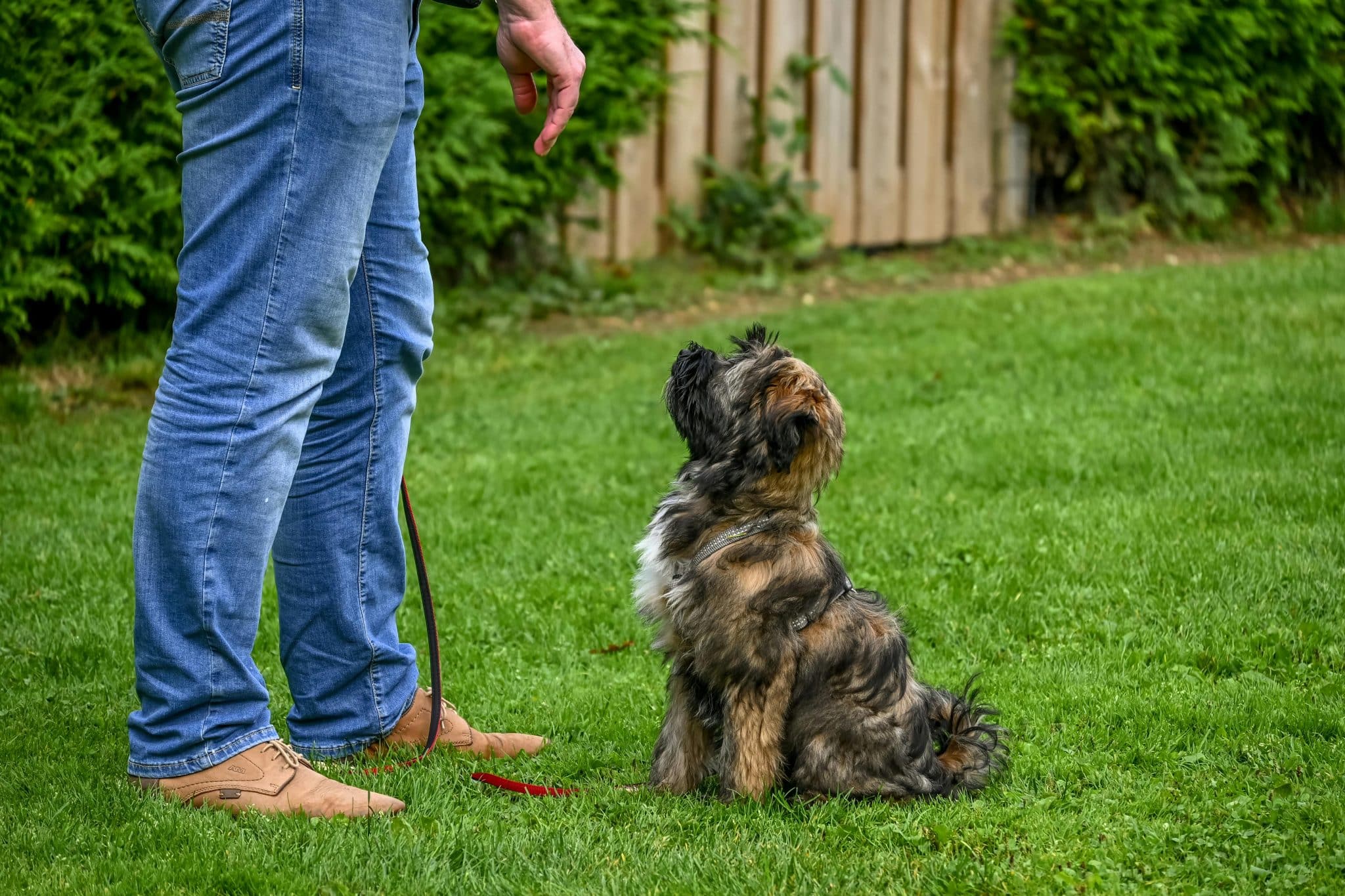 13 Simple Ways to Keep Your Dog Happy, Healthy, and Thriving ...