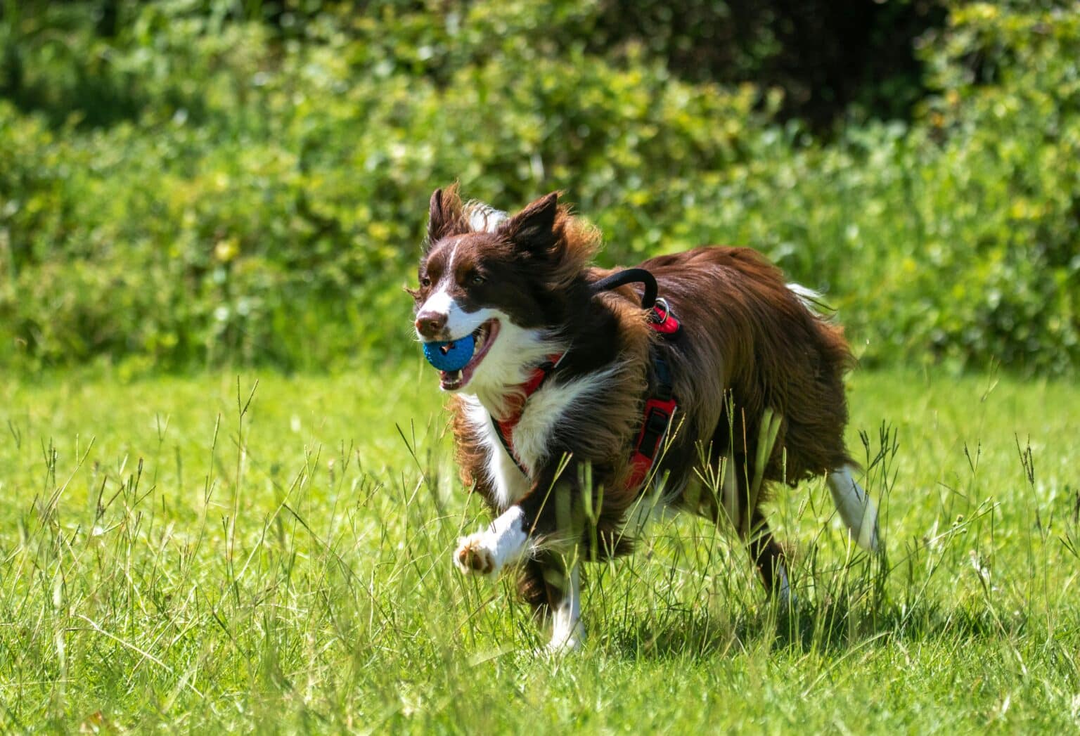 Why Some Dogs Are Obsessed with Balls - iHeartDogs.com