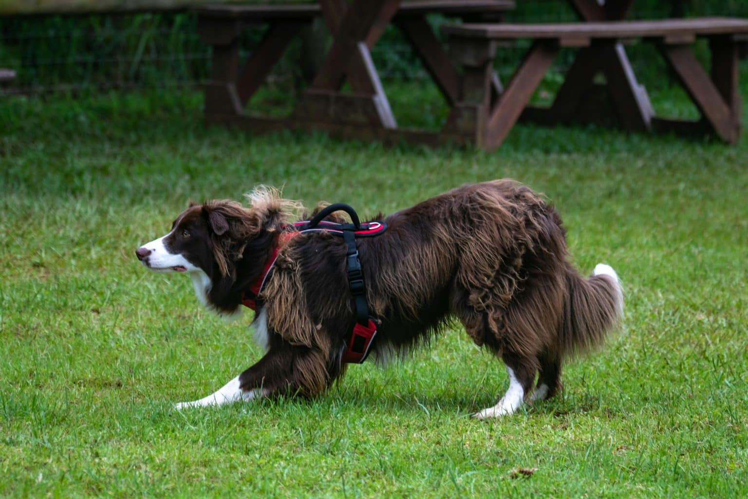 13 Fascinating Things Dogs Do That Show Their Incredible Instincts ...