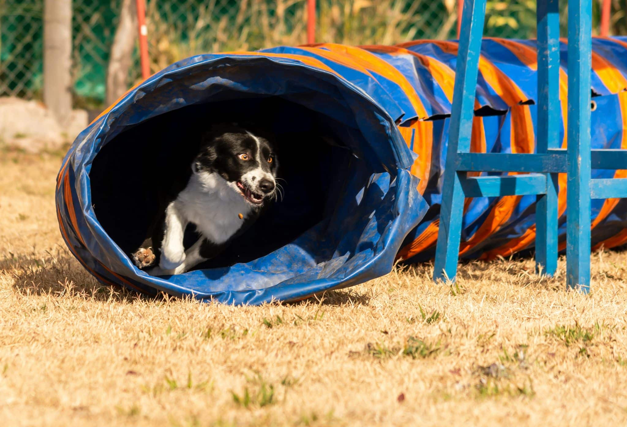 13 Stunning Tricks and Skills Dogs Can Learn to Amaze You - iHeartDogs.com