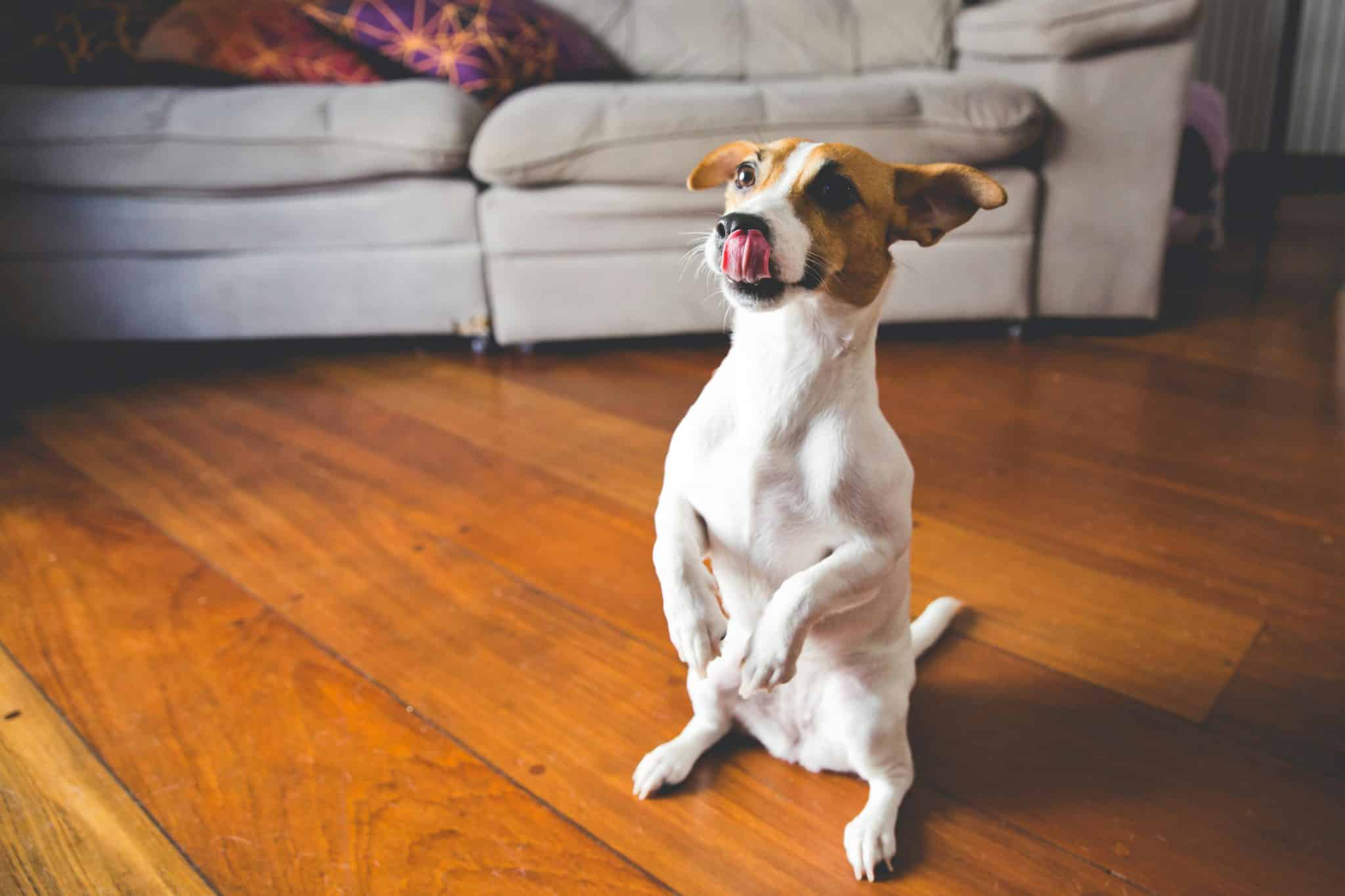 15 Ways Dogs Bring Joy And Love Into Every Moment Of Our Lives ...