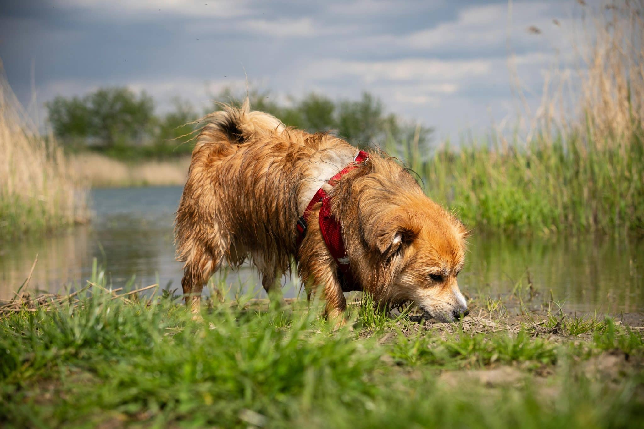 13 Fascinating Things Dogs Do That Show Their Incredible Instincts ...