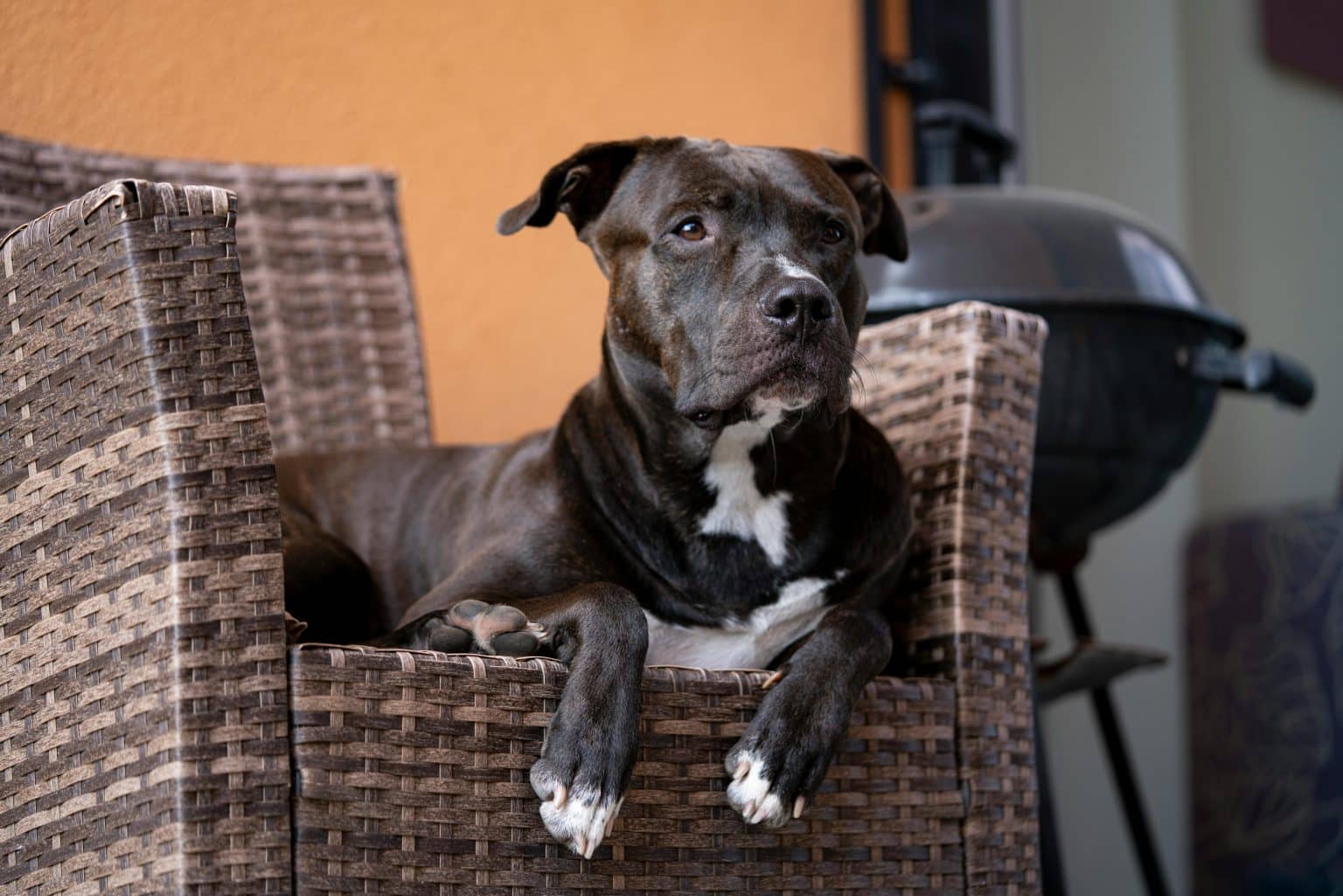 21 Dog Breeds That Top The Banned List - iHeartDogs.com