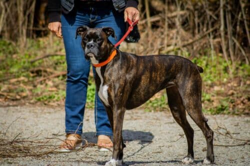 The Top 15 Most Muscular Dog Breeds You’ll Ever See - iHeartDogs.com