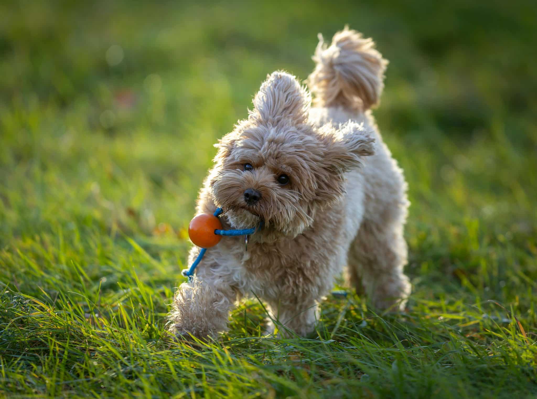 13 Simple Ways to Keep Your Dog Happy, Healthy, and Thriving ...