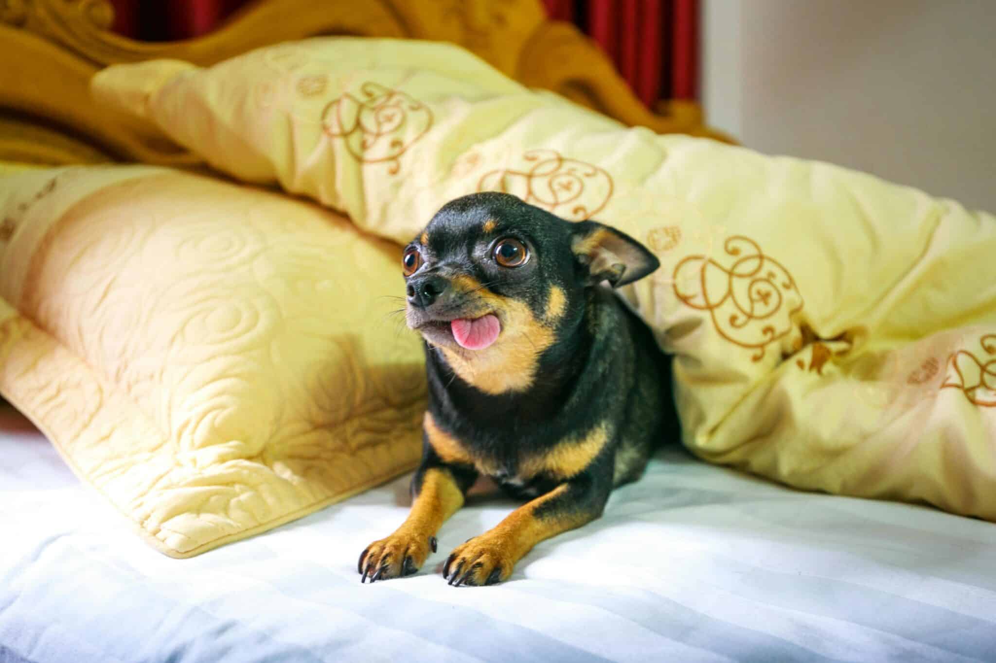 Science Uncovers The Mystery Of How Dogs See Themselves In Mirrors ...