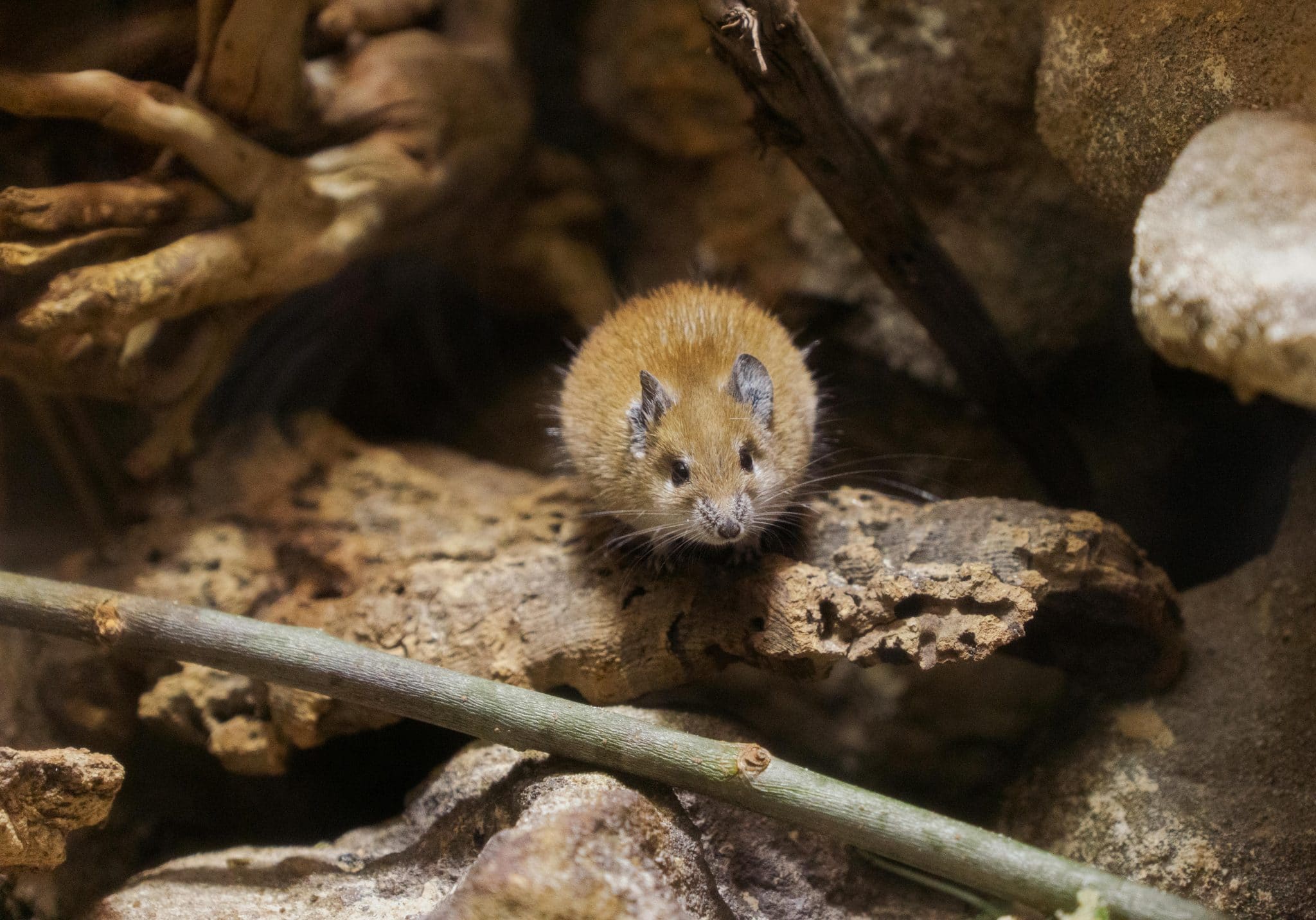 13 Surprising Animals That Regrow Body Parts Like Magic