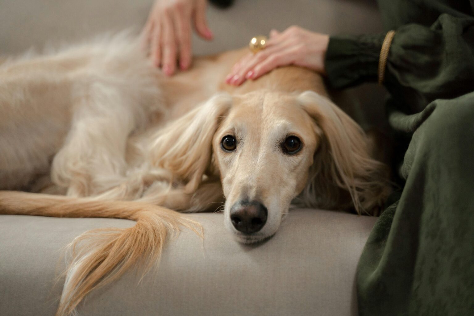 13 Dog Breeds with Unexpectedly Silky Coats - iHeartDogs.com