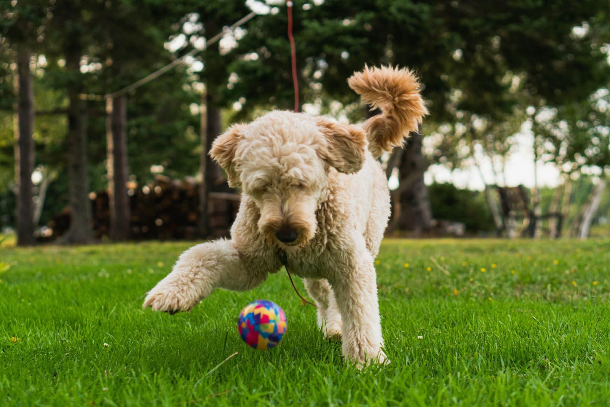 Why Some Dogs Are Obsessed with Balls - iHeartDogs.com
