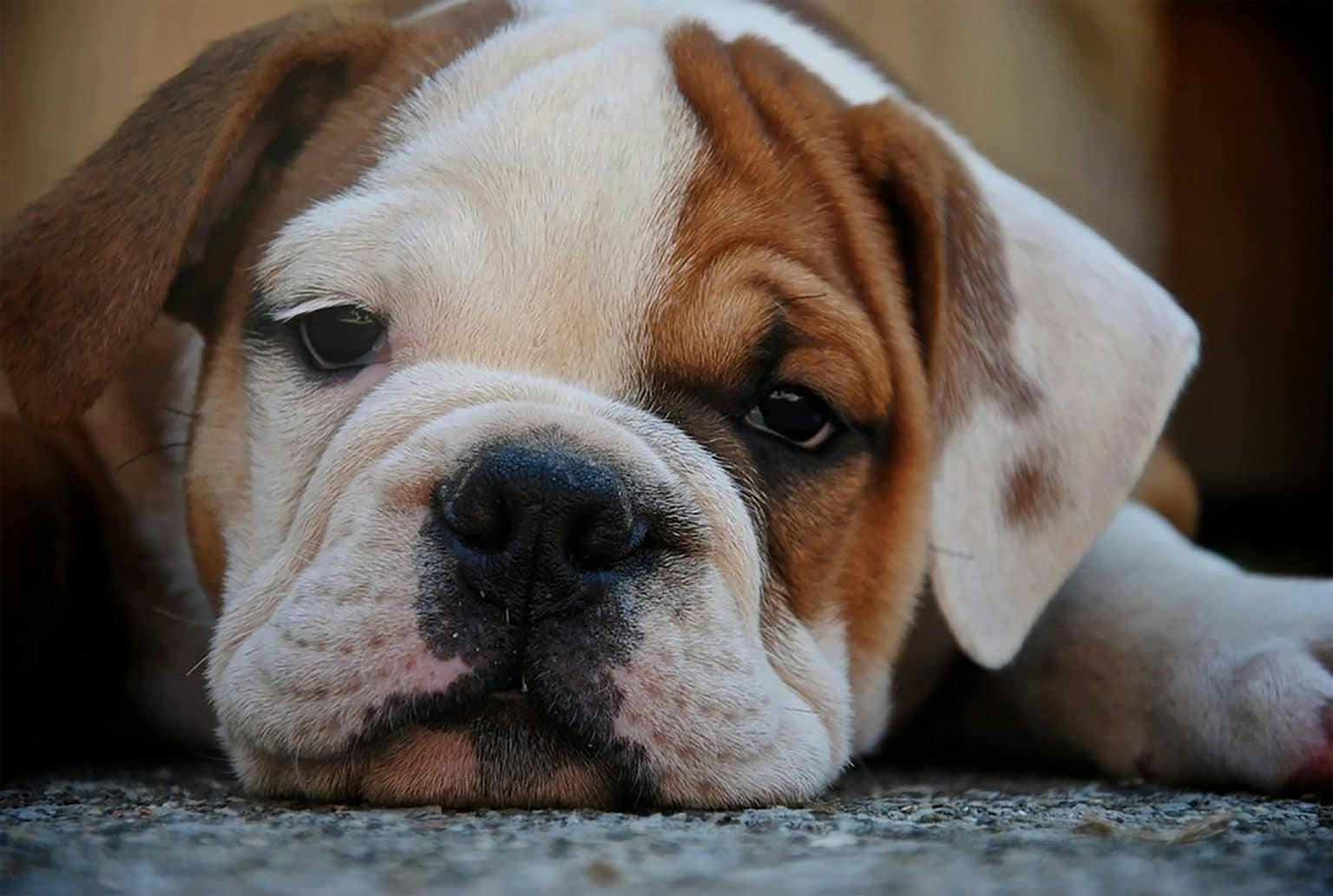 15 Traits That Show Canine Are Masters of Mischief within the Finest ...
